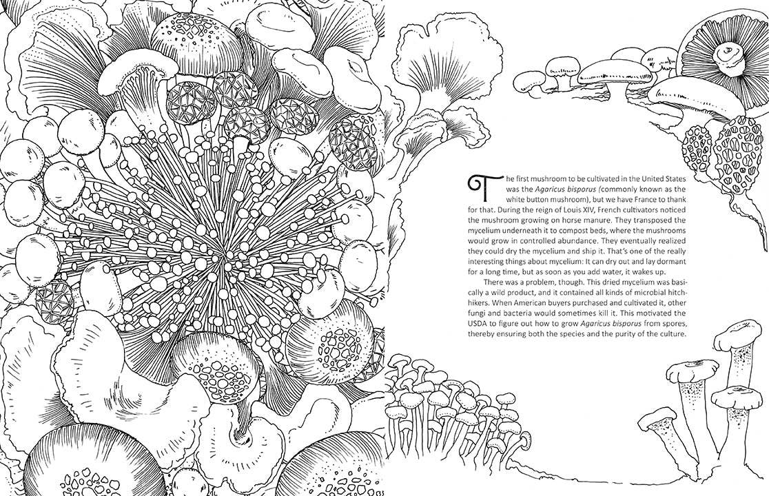 Insight Editions - Fantastic Fungi: The Coloring Book | The Forest Store